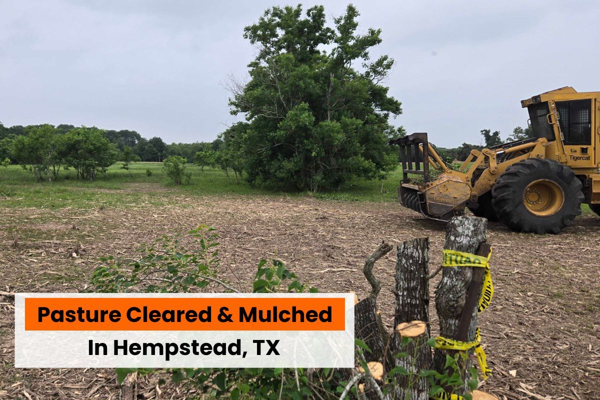 From Overgrown to Open: Mulched Pasture Transformation in Hempstead, TX